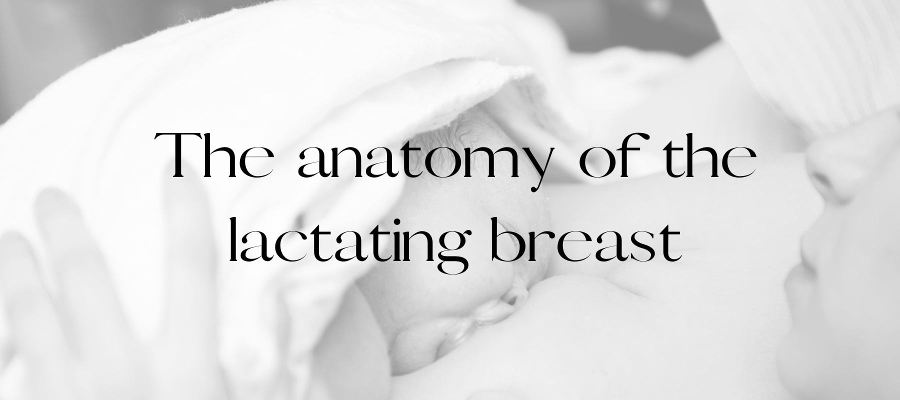 Milky Goodness | Blog | The anatomy of the lactating breast
